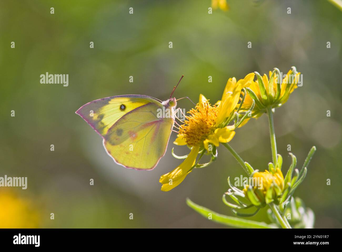 Flutter more than other butterflies hi-res stock photography and images ...