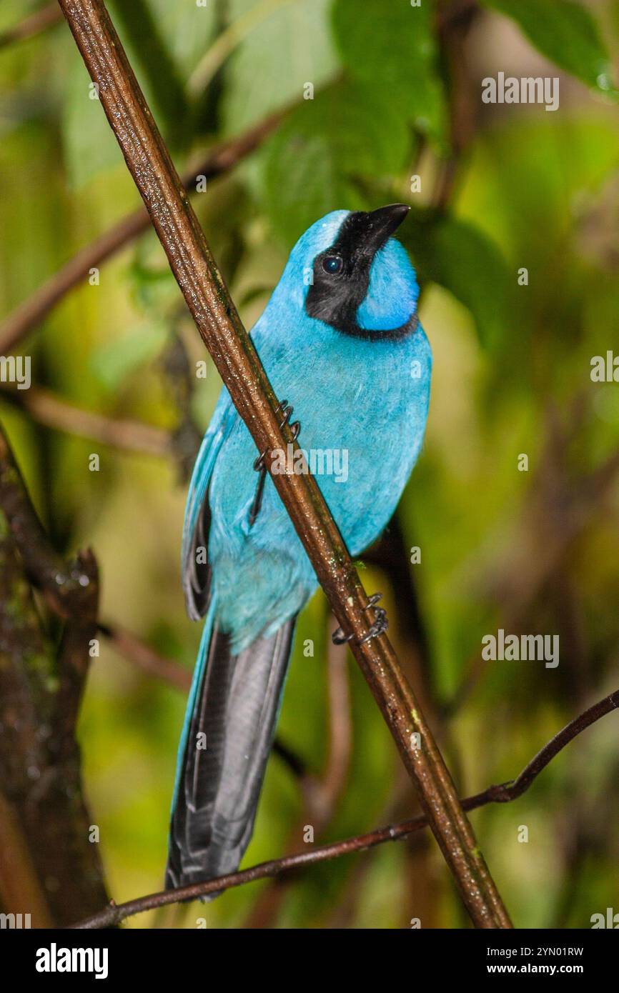 Ecuador has 1600 bird species hi-res stock photography and images - Alamy