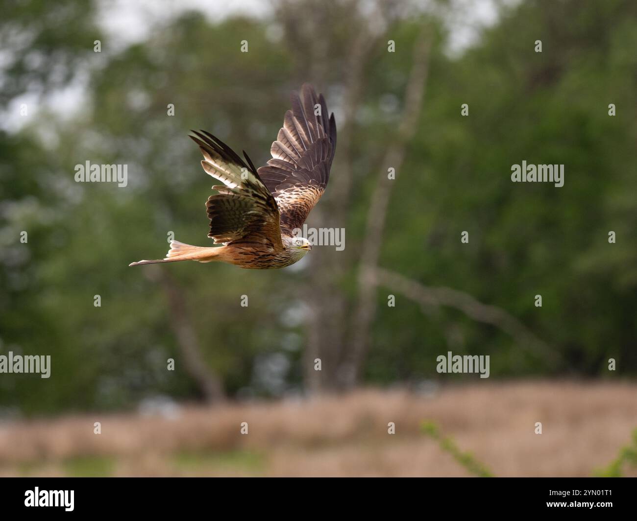 Red kite in flight at Gigrin farm feeding station in mid Wales.[ Milvus ...