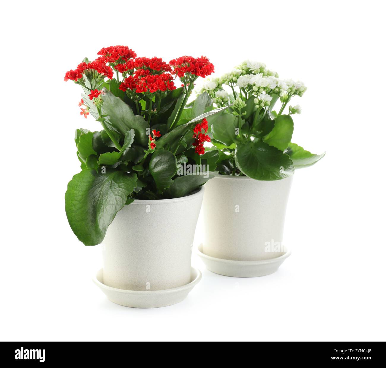 Different beautiful kalanchoe flowers in pots isolated on white Stock ...