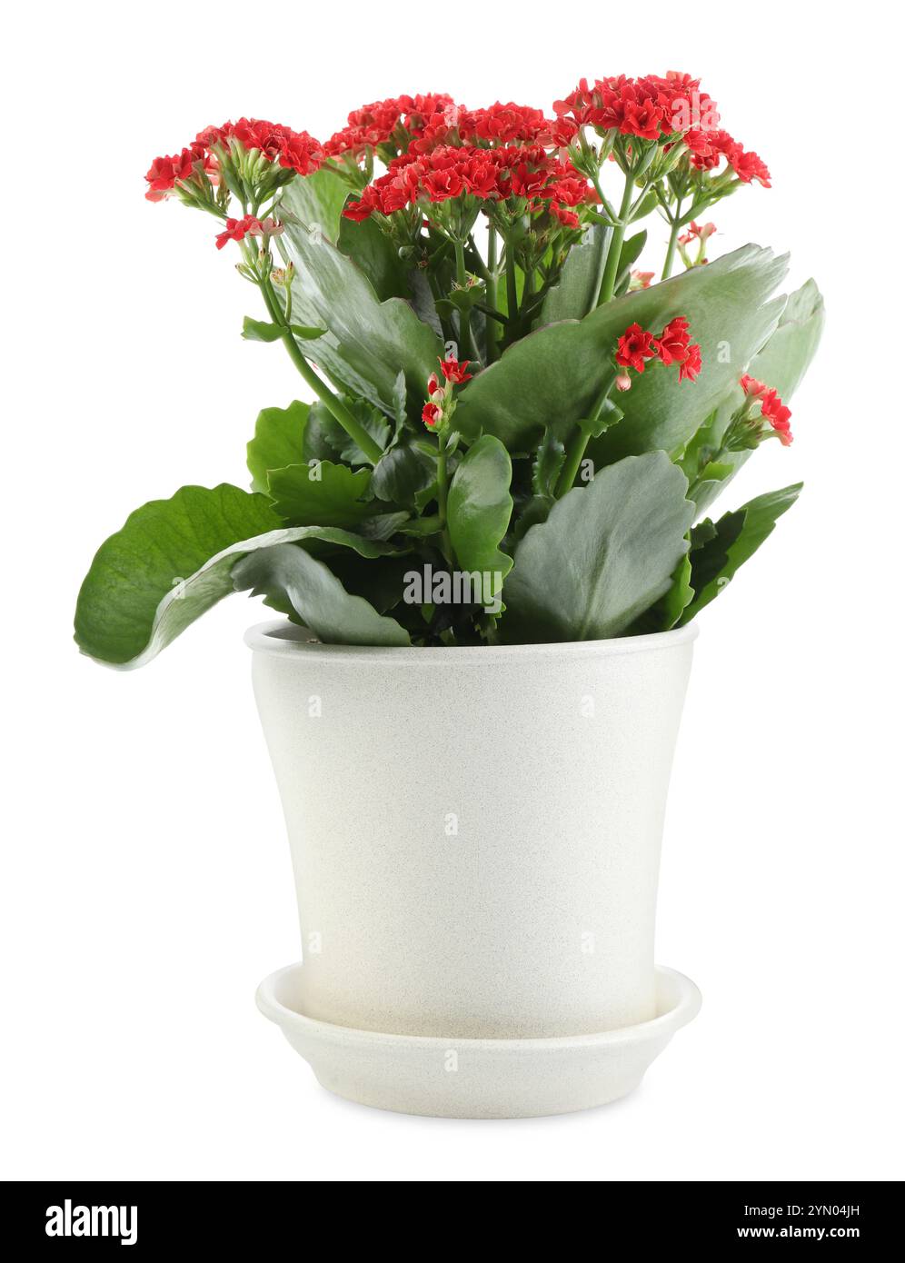 One beautiful kalanchoe flower in pot isolated on white Stock Photo - Alamy