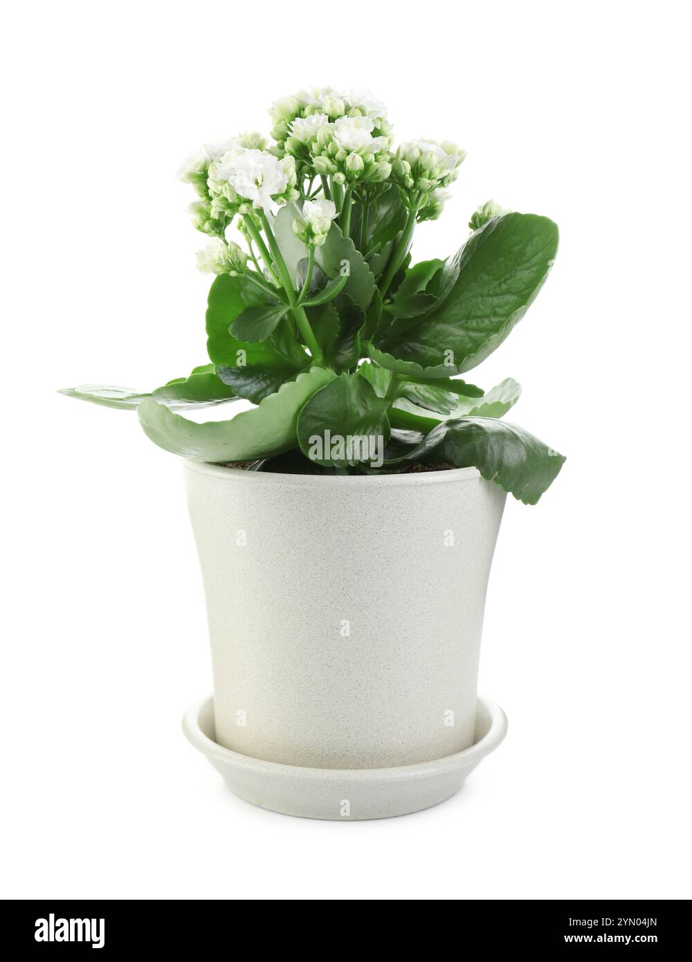 Plant in pot kalanchoe Cut Out Stock Images & Pictures - Alamy