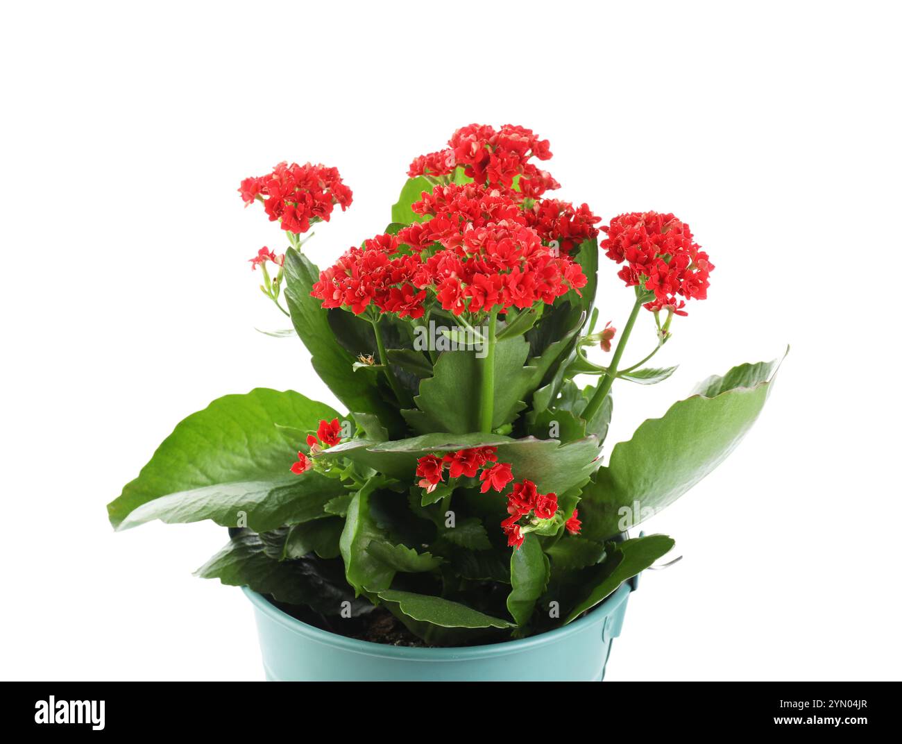 One beautiful potted kalanchoe flower isolated on white Stock Photo - Alamy