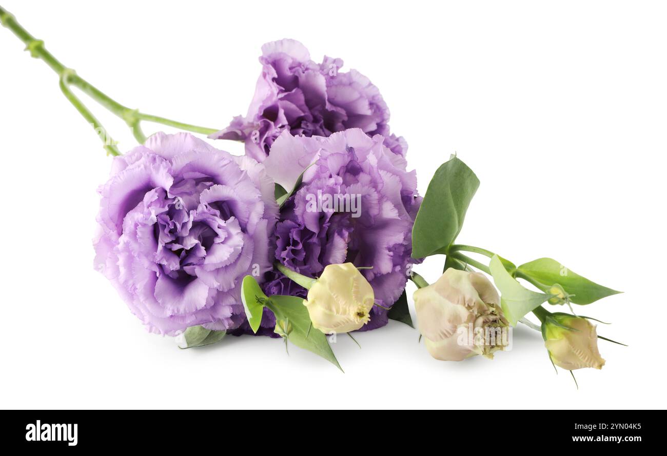 Beautiful violet eustoma flowers with green leaves isolated on white ...