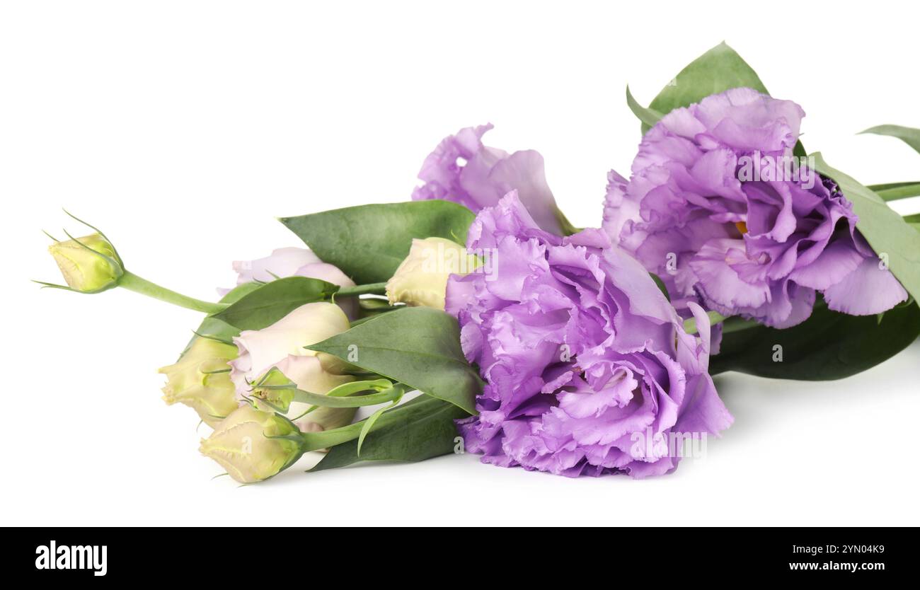 Beautiful violet eustoma flowers with green leaves isolated on white ...