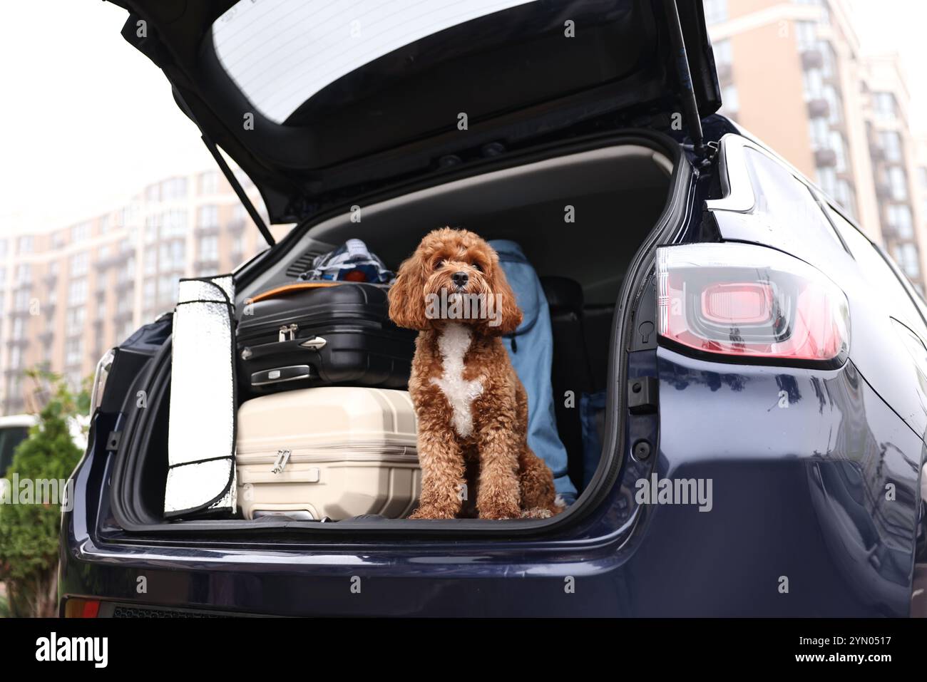 Cute Cavapoo dog with suitcases and other stuff in car trunk Stock ...