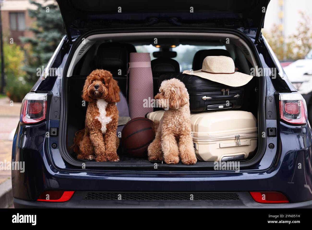 Cute fluffy dogs sitting near suitcases and other stuff in car trunk ...
