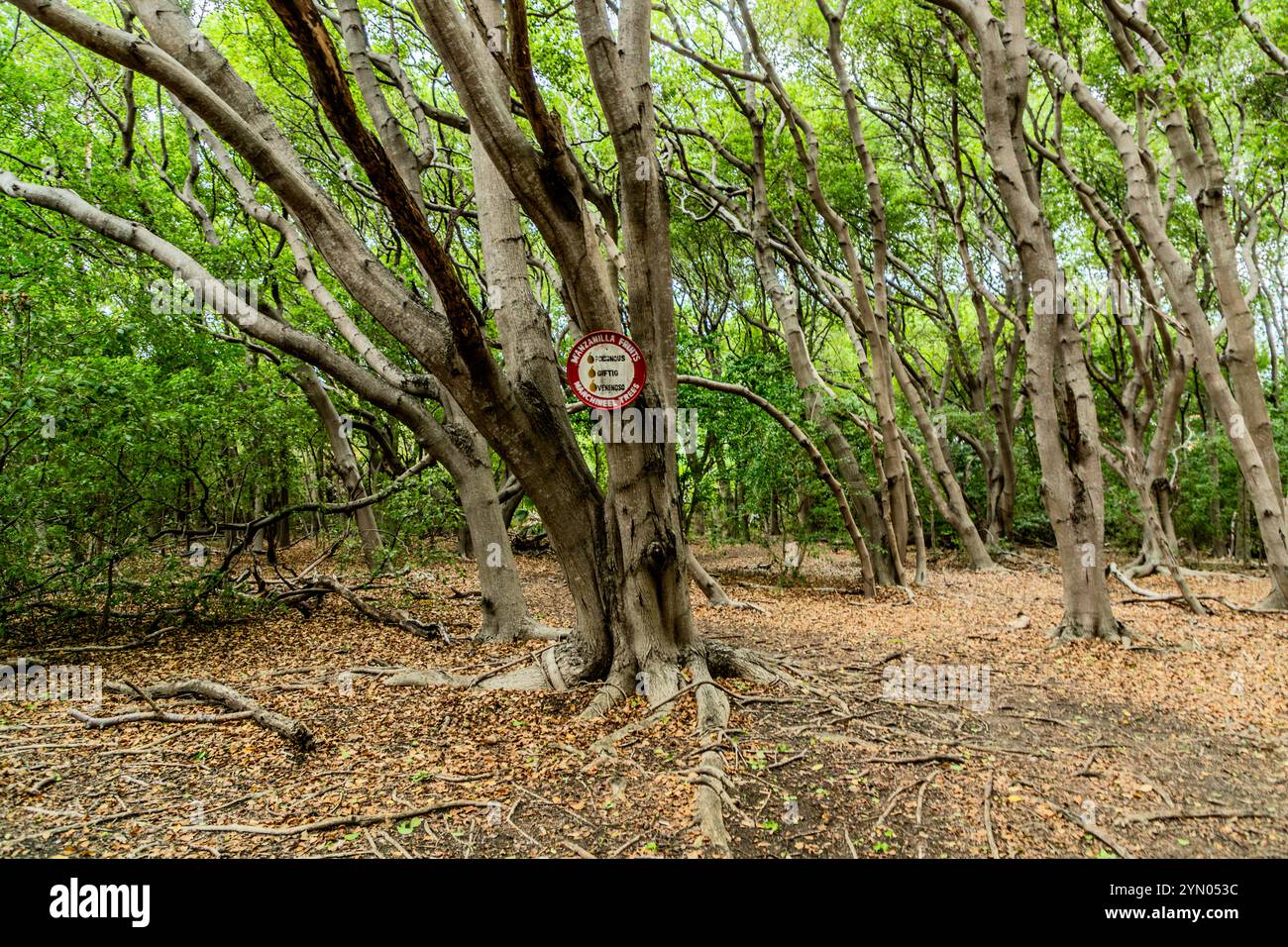 There are warnings about the poisonous Manzanilla trees. In Den Dunki ...