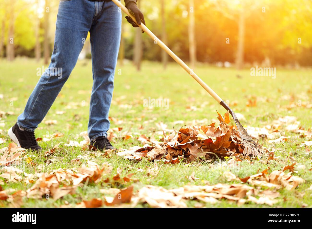 Closeup garden collecting fallen leaves hi-res stock photography and ...