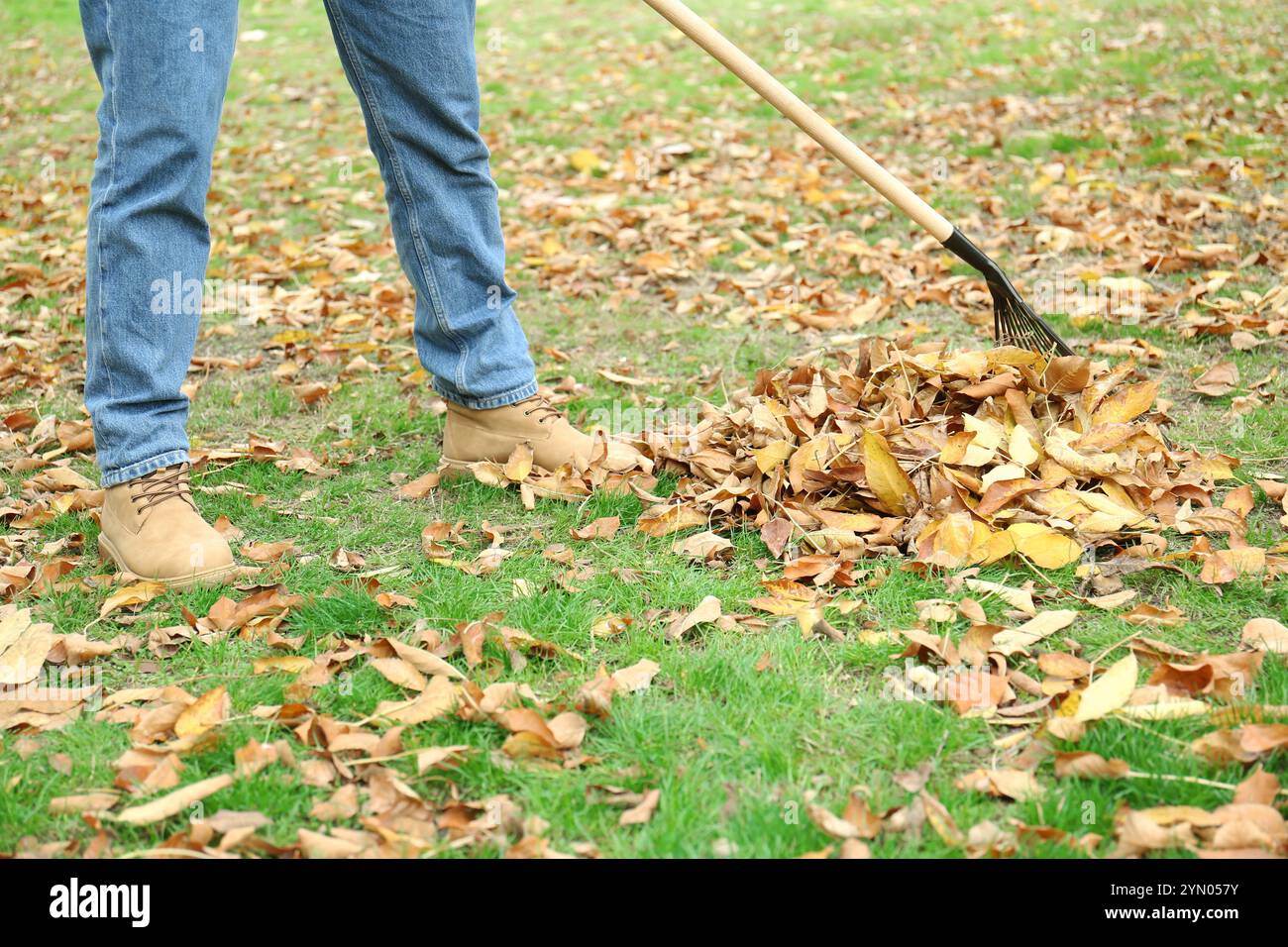 Closeup garden collecting fallen leaves hi-res stock photography and ...