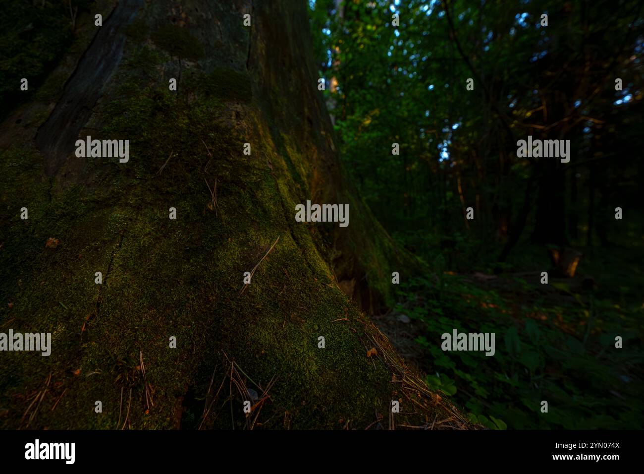 Moss covered undergrowth tree hi-res stock photography and images - Alamy