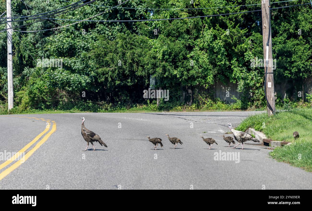 a group of adult and baby turkeys crossing a paved road Stock Photo - Alamy