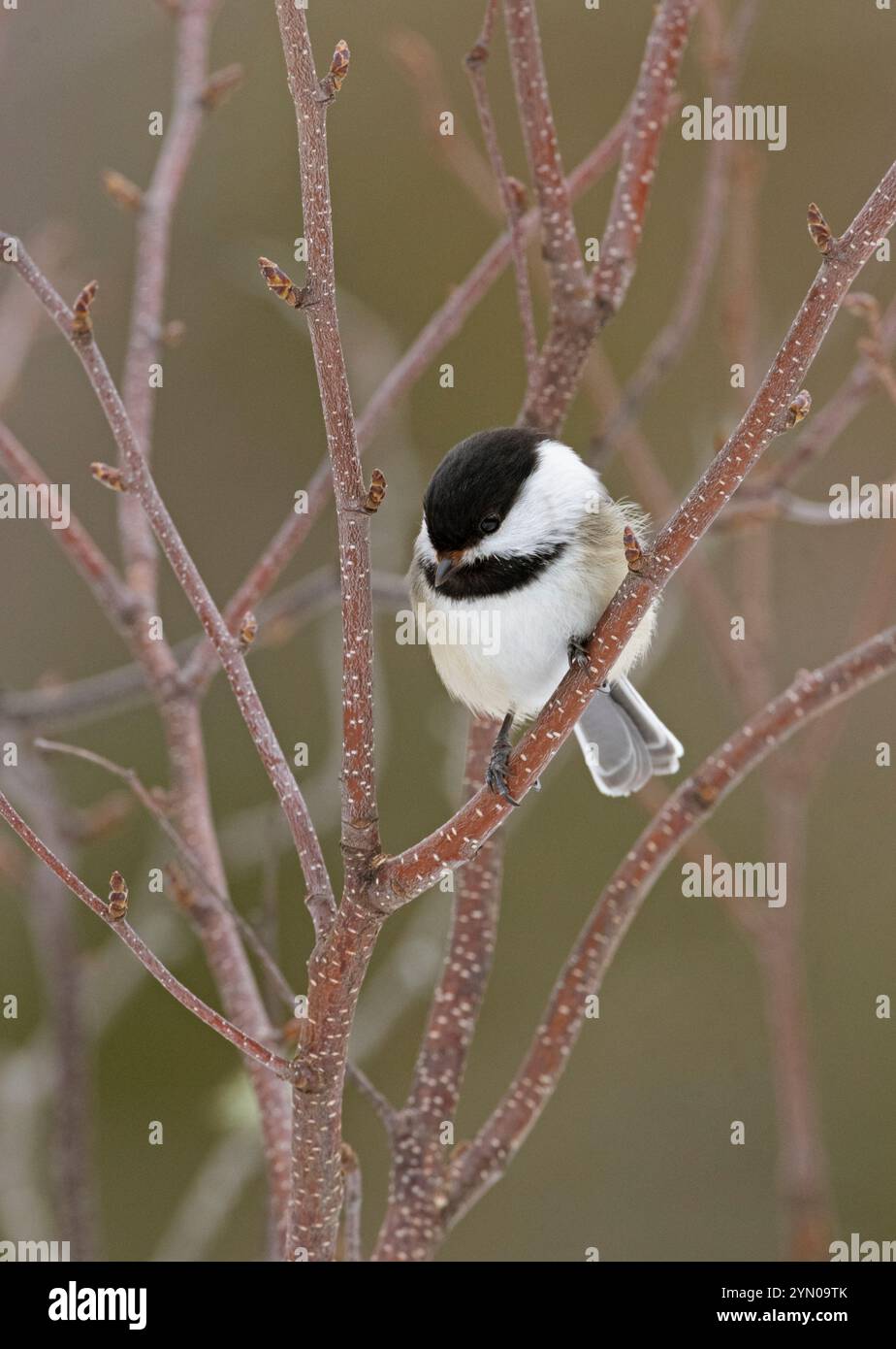 Black capped chickadees hi-res stock photography and images - Alamy