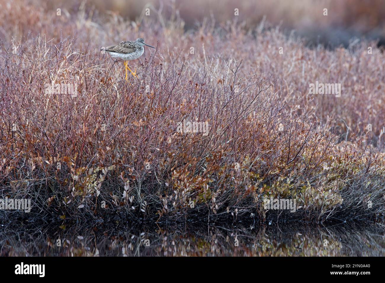 Greater Yellowlegs (Tringa melanoleuca). Early Spring in Acadia ...