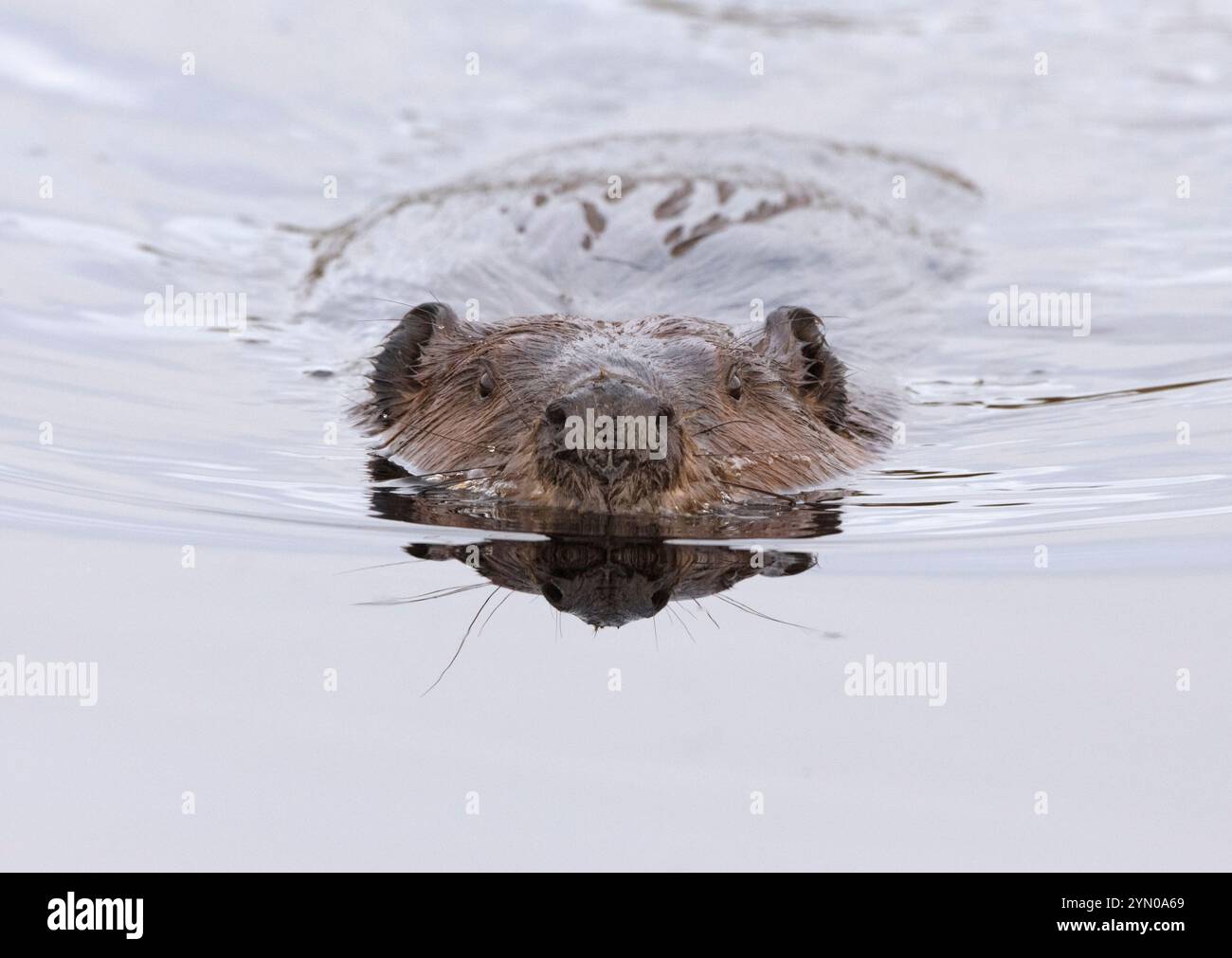 North American beaver (Castor canadensis) swimming . Spring in Acadia ...