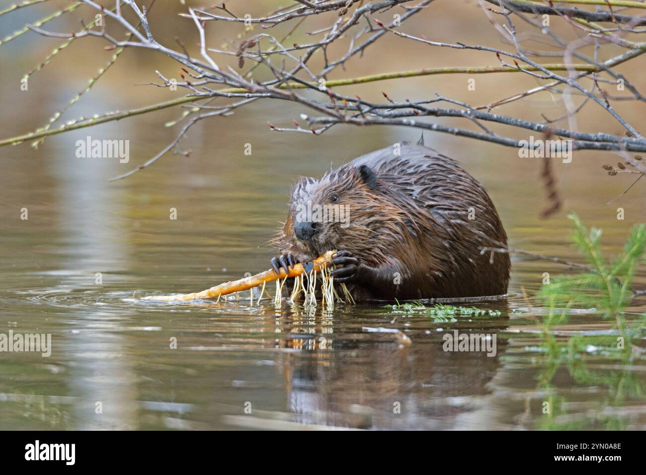 North American beaver (Castor canadensis) feeding on a branch. Spring ...