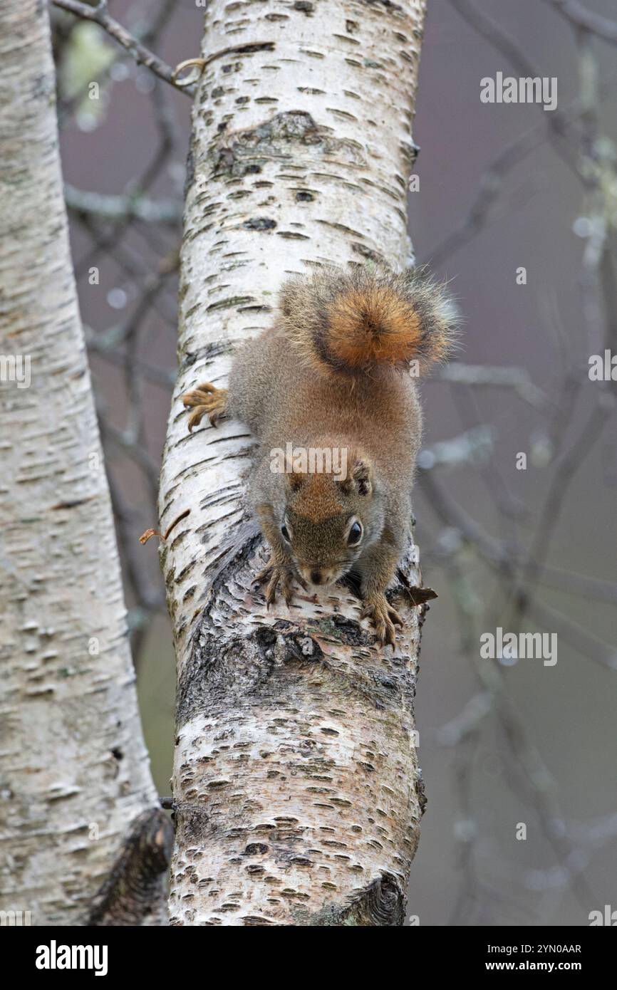 American Red Squirrel (Tamiasciurus hudsonicus). Resting on birch tree ...