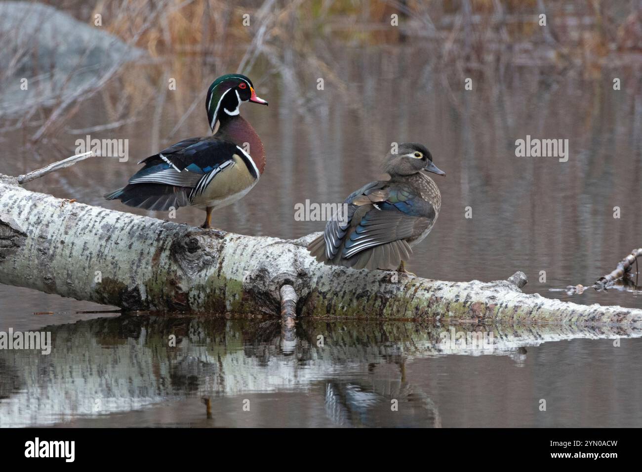 Wood Duck (Aix sponsa) pair in a beaver pond. Spring in Acadia National ...