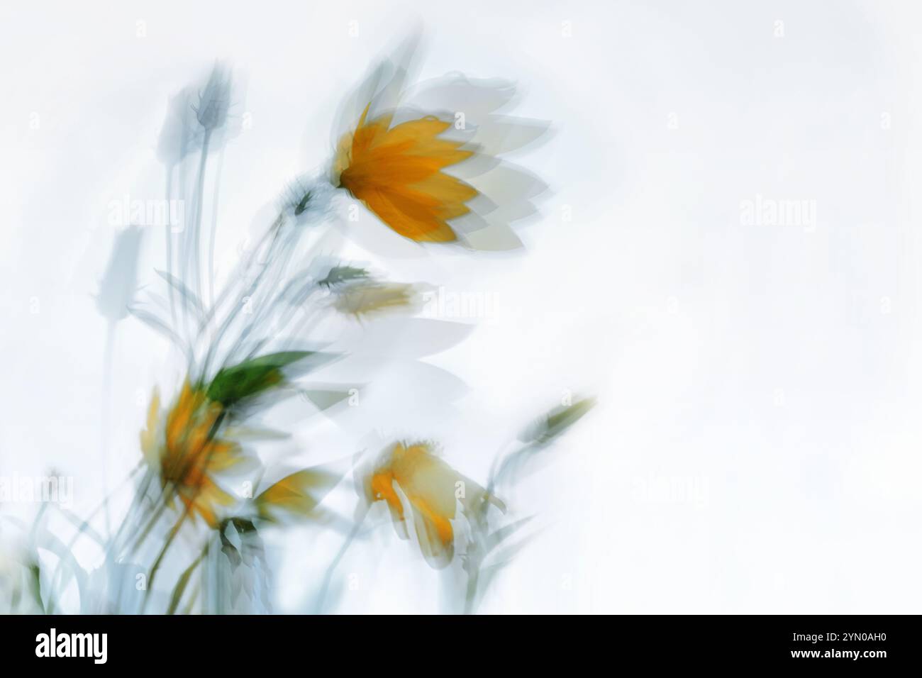 Abstract long exposure photography, moving yellow blossoms of Jerusalem ...