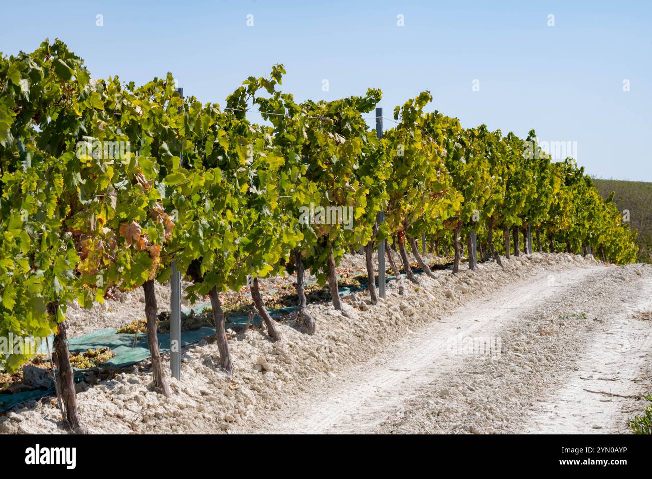Sun drying of sweet white pedro ximenez or muscat grapes after ...