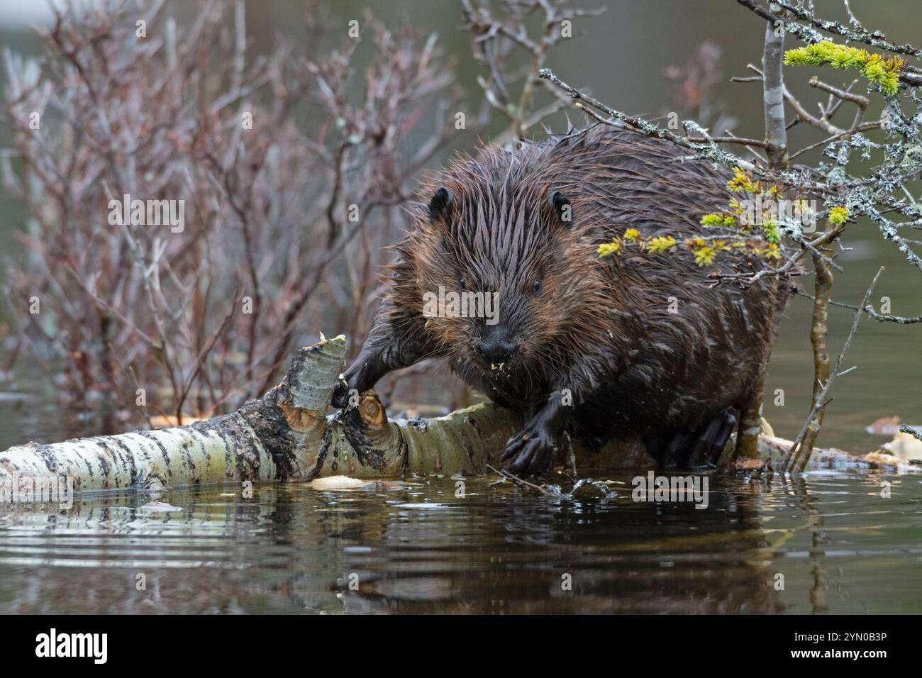 North American beaver (Castor canadensis) feeding on a fallen birch ...