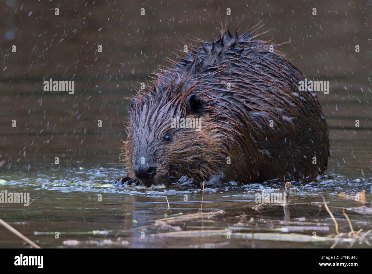 North American beaver (Castor canadensis) feeding on a branch. Spring ...