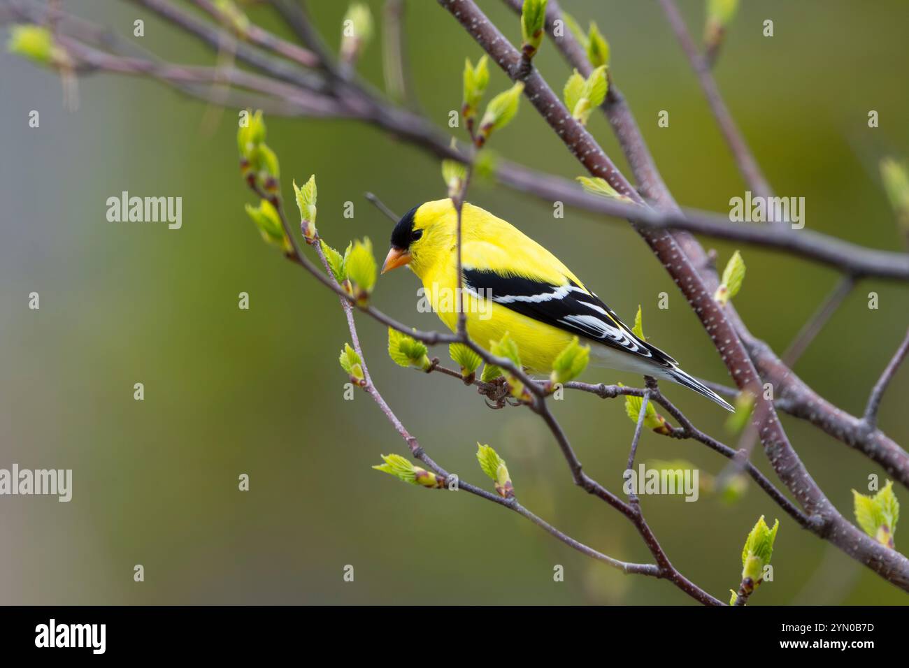 Male American Goldfinch (Spinus tristis) in spring colors. Acadia ...
