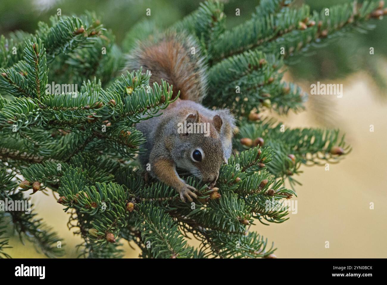 American Red Squirrel (Tamiasciurus hudsonicus) feeding in a fir tree ...