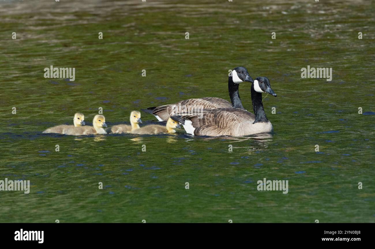Canada goose (Branta canadensis). Parents with newborn along an ocean ...
