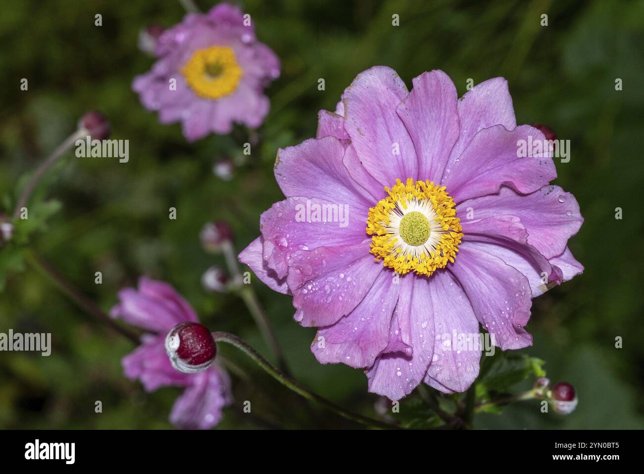 Purple autumn anemone with raindrops Stock Photo - Alamy