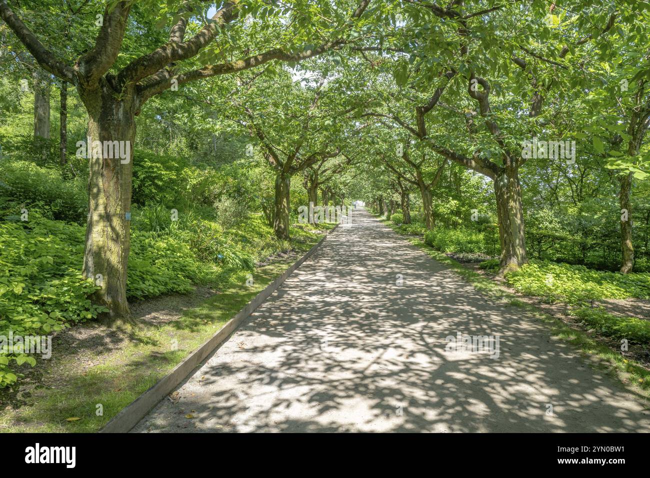 Tree avenue in light and shade Stock Photo - Alamy