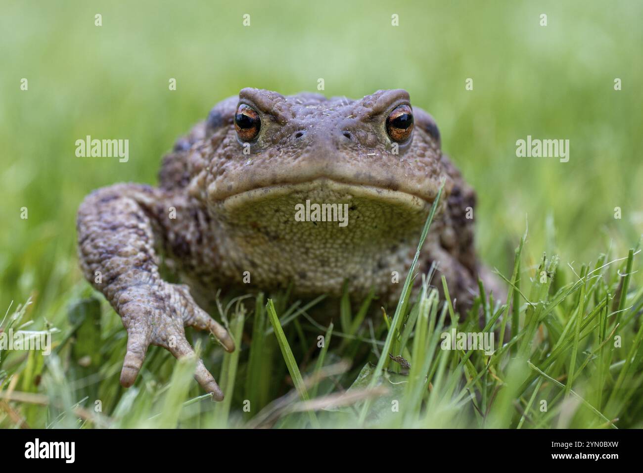 Common toad in the grass 2 Stock Photo - Alamy