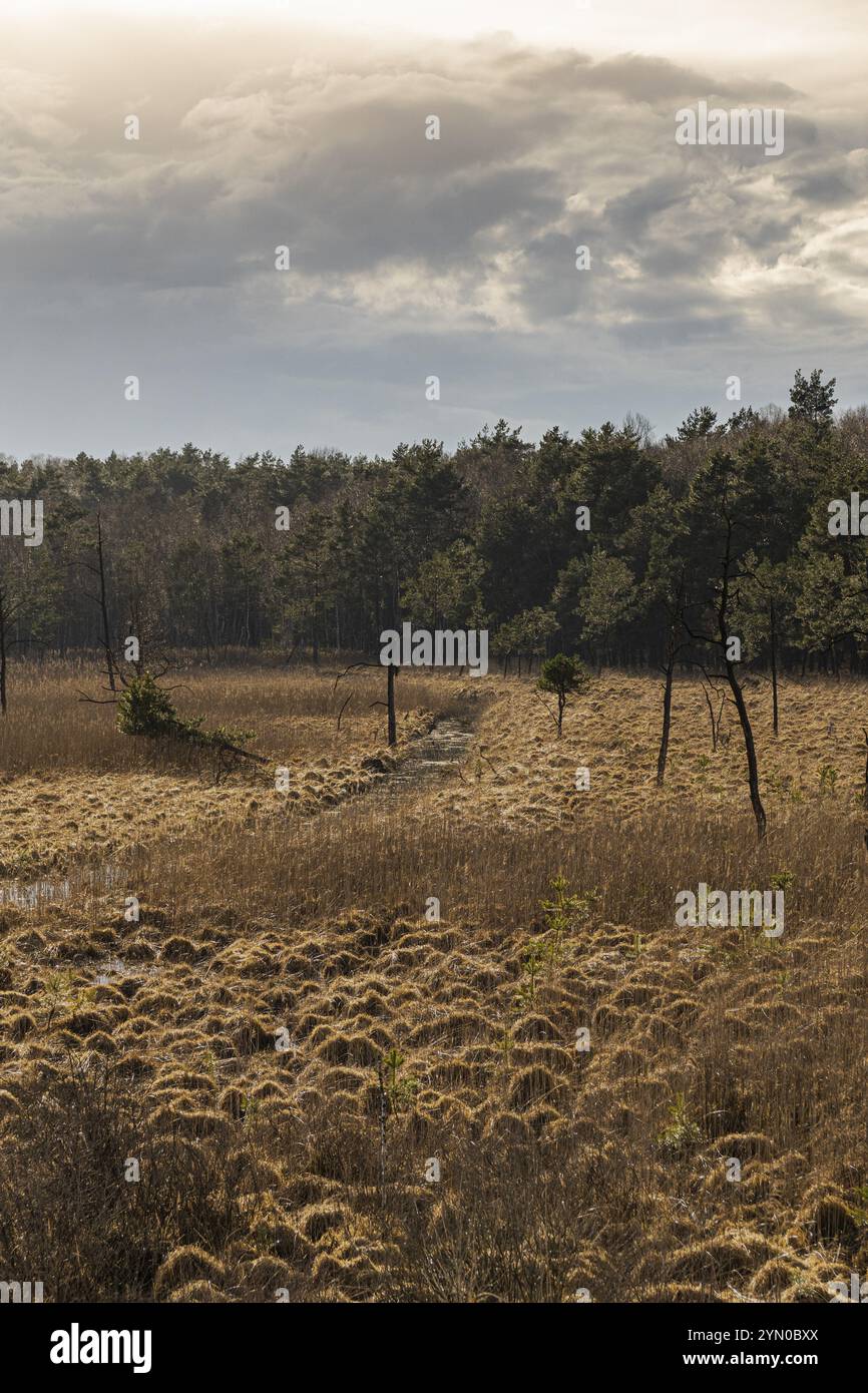 Moorland landscape in Lusatia, the Dubringer Moor 2 Stock Photo - Alamy