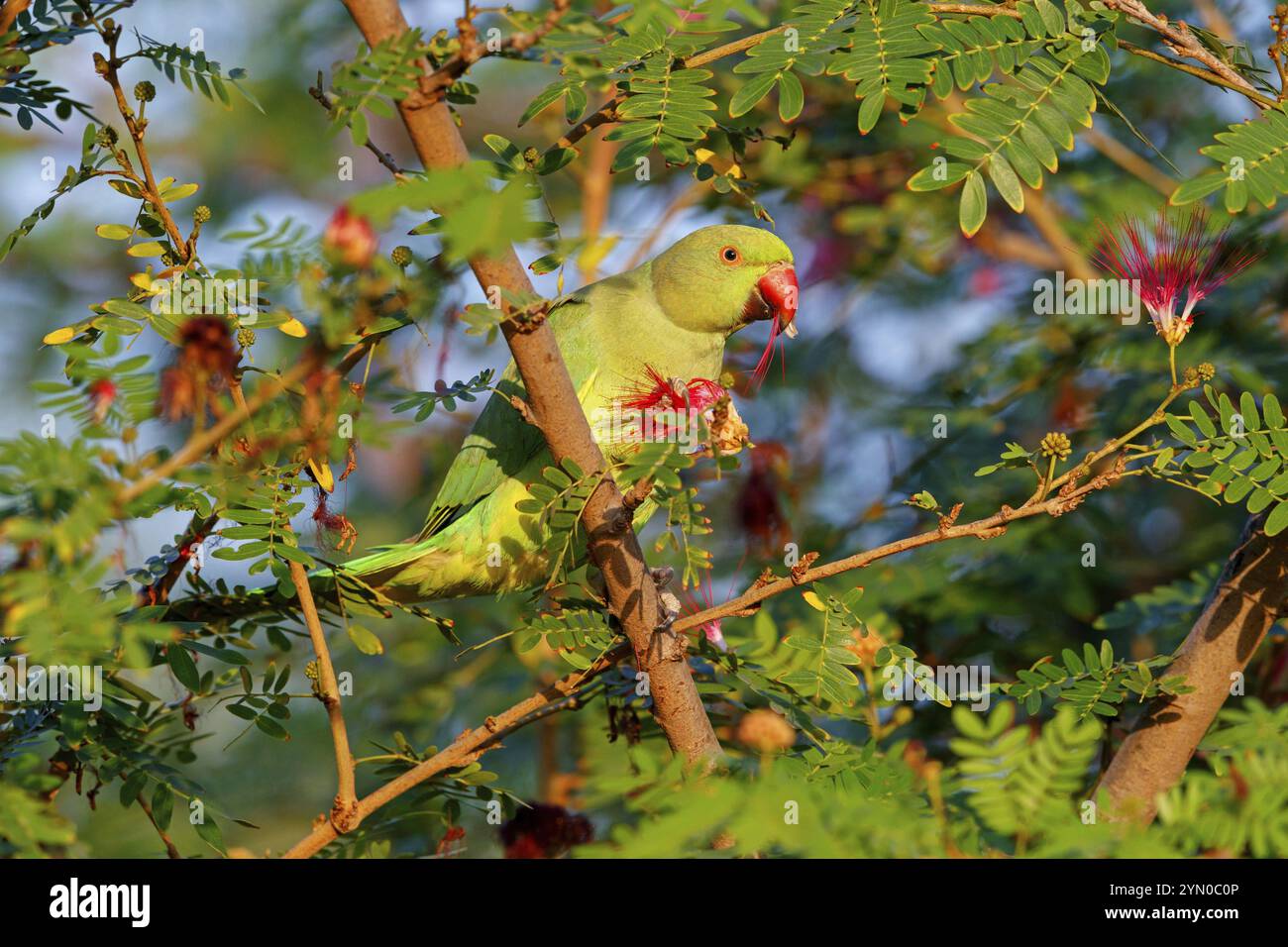 Collared Parakeet, (Psittacula krameri), Small Alexander Parakeet, eats ...