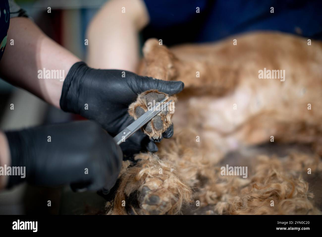 Veterinary Care Grooming, Health Check, and Wellness Assessment for ...