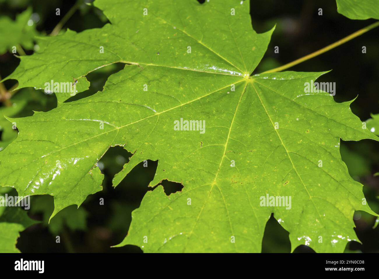 Single large tree hi-res stock photography and images - Alamy
