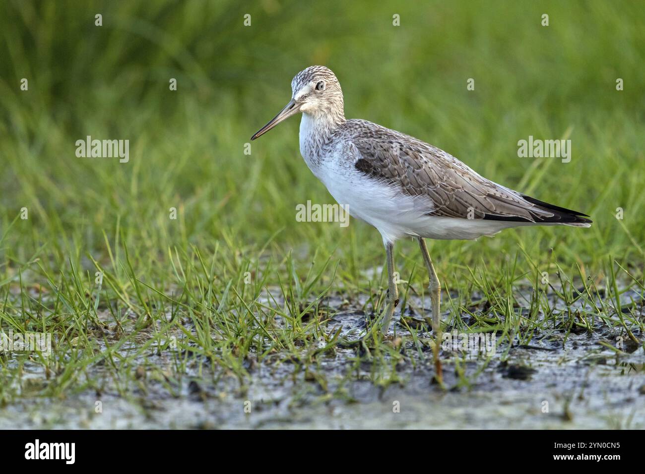 Greenshank, (Tringa nebularia) Wading bird, limesticks, foraging in ...