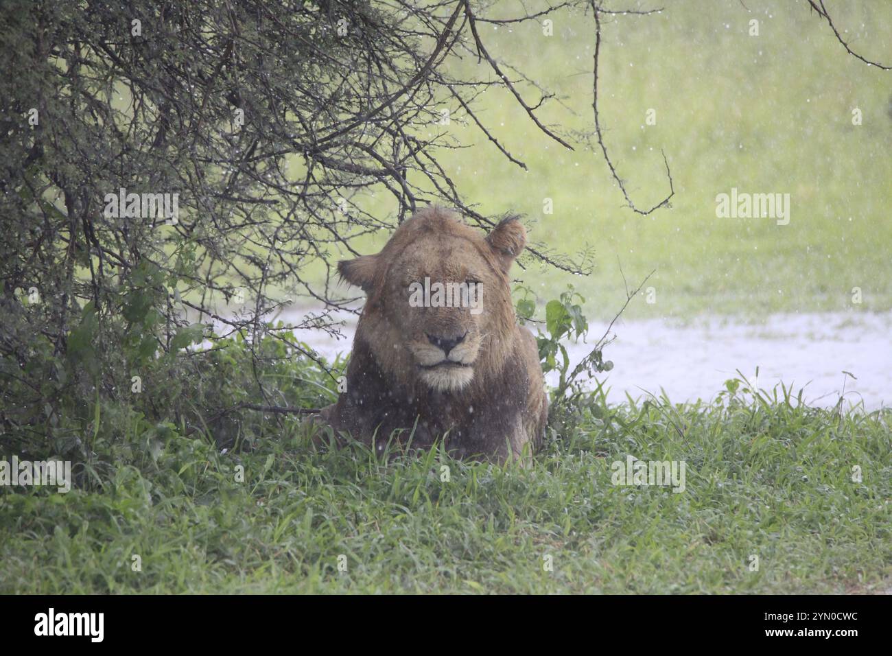 Lion in the rain, Tanzania, Safari, Mikumi National Park, Africa Stock ...