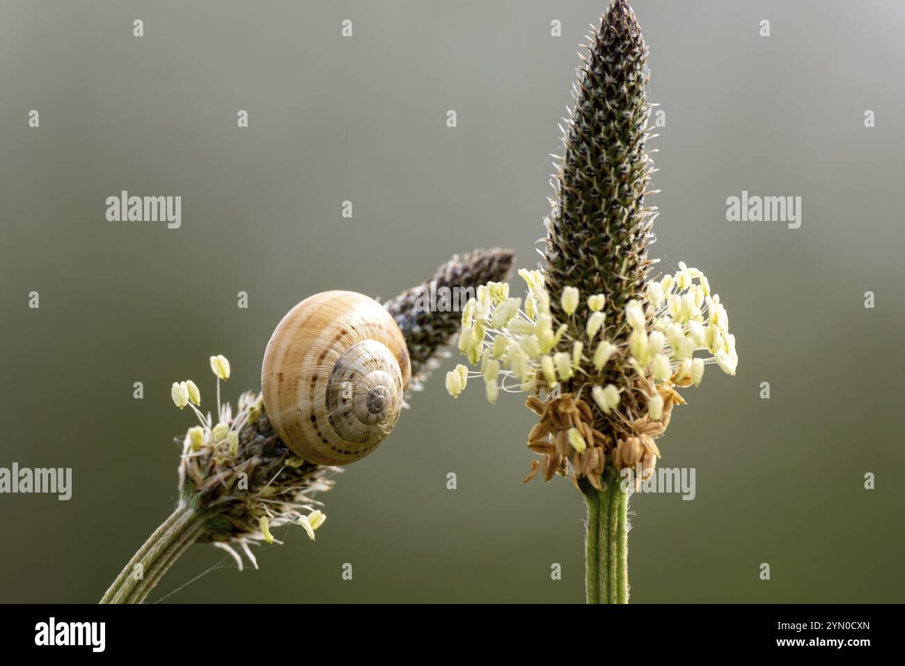 Snail shell on a flower in the sun Stock Photo - Alamy