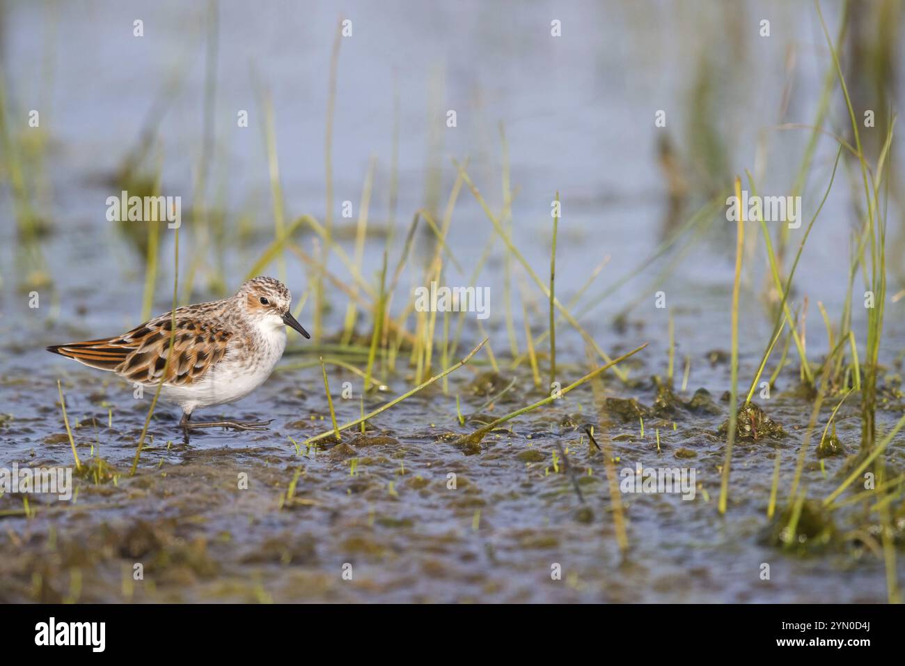 Little sandpiper, (Calidris minuta), foraging in the Lesbos biotope ...