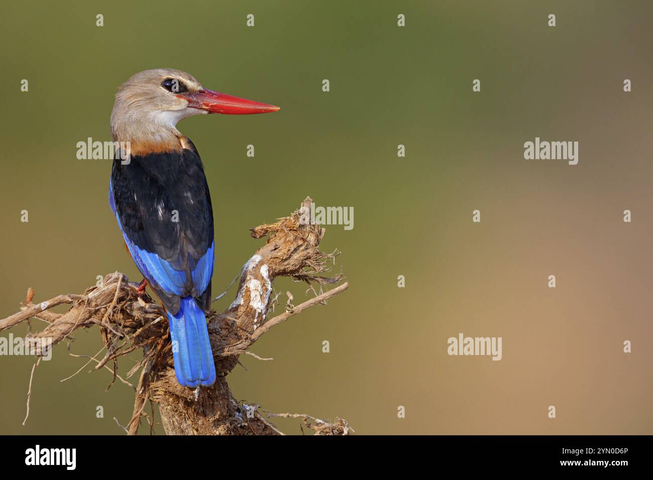 Grey-headed kingfisher, kingfisher, perch, foraging, biotope, habitat ...