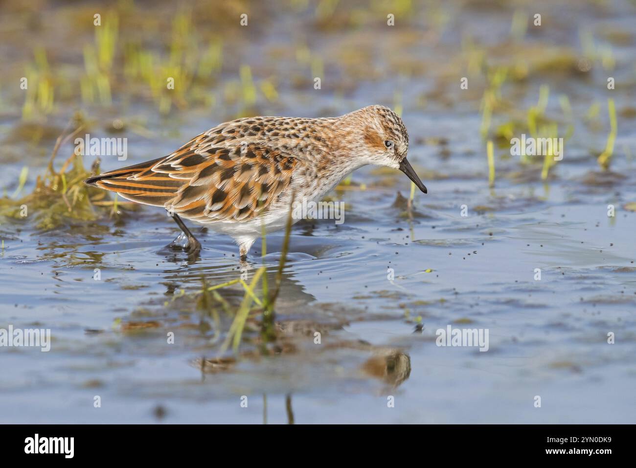 Little sandpiper, (Calidris minuta), foraging in the Lesbos biotope ...