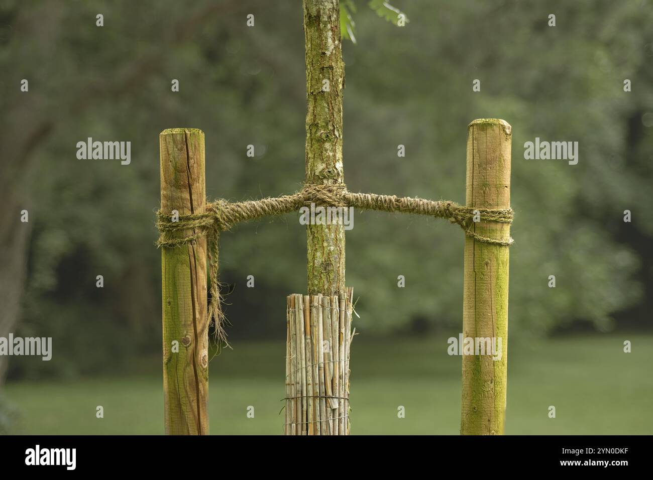 Fixing wooden piles with young trees Stock Photo - Alamy