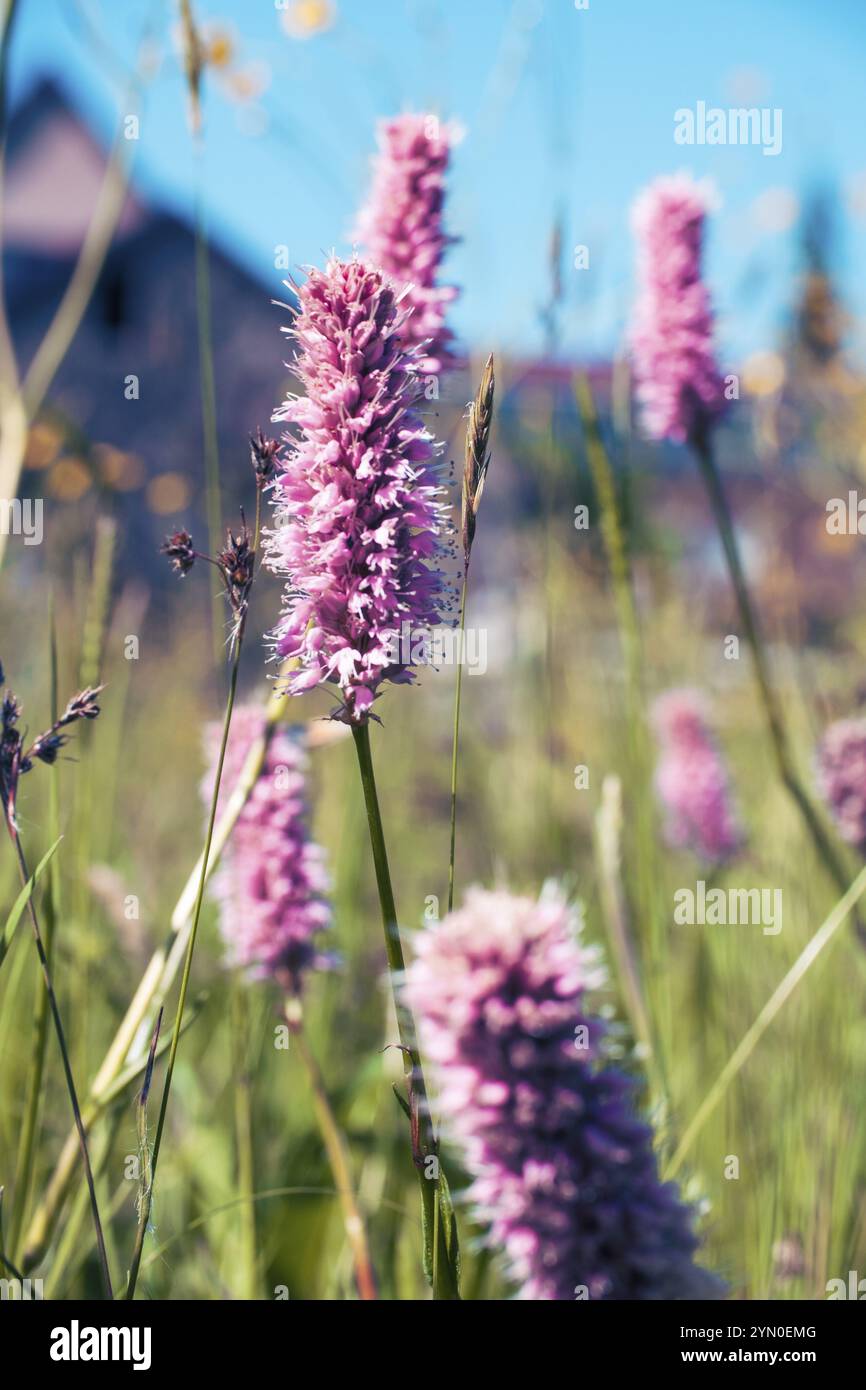 Snake meadow knotweed hi-res stock photography and images - Alamy