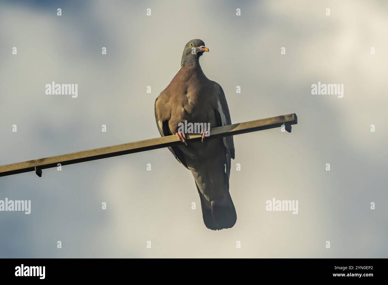 Dove on a pole in front of a cloudy sky Stock Photo - Alamy
