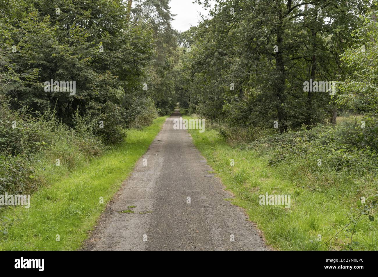 Road asphalt paved forest hi-res stock photography and images - Alamy