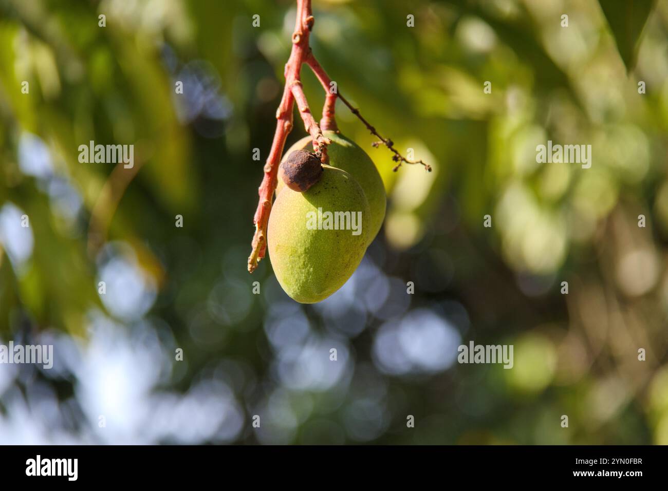 Mangoes on a mango tree in Rio de Janeiro, Brazil Stock Photo - Alamy