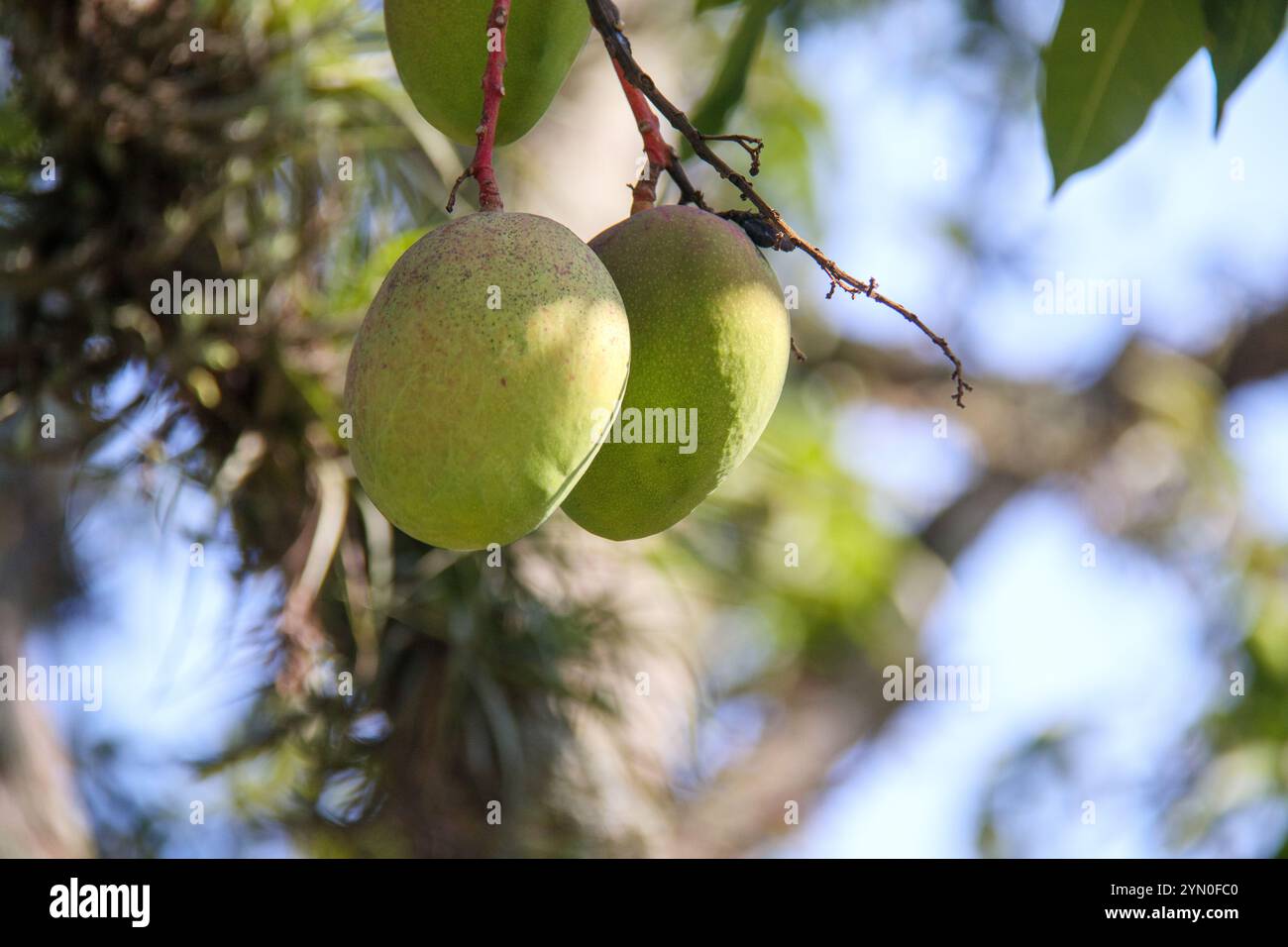 Mangoes on a mango tree in Rio de Janeiro, Brazil Stock Photo - Alamy