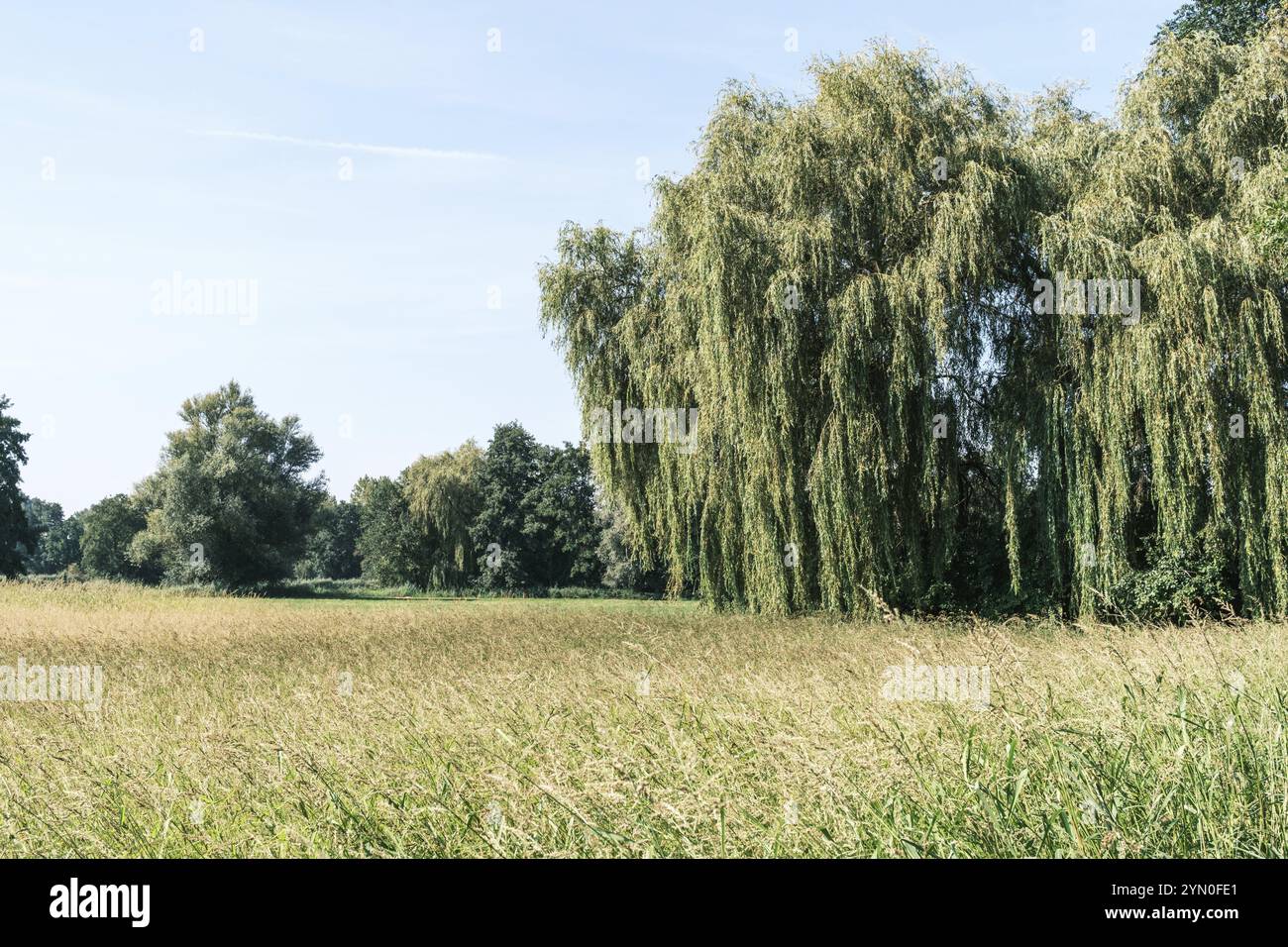 Willow tree in the sunshine hi-res stock photography and images - Alamy