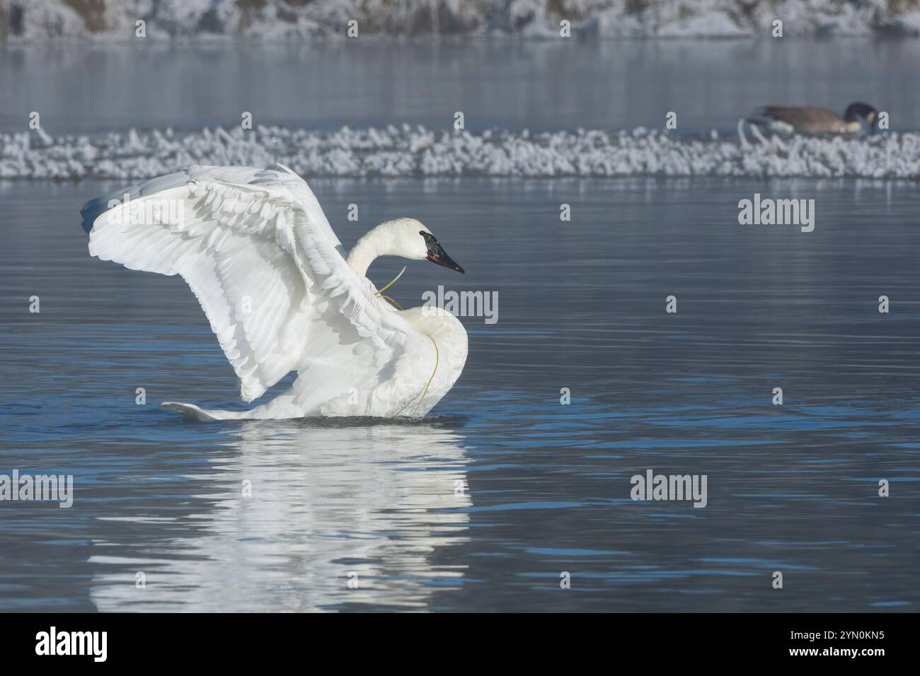 Trumpeter Swan (Cygnus buccinator). Early morning fog on the ...